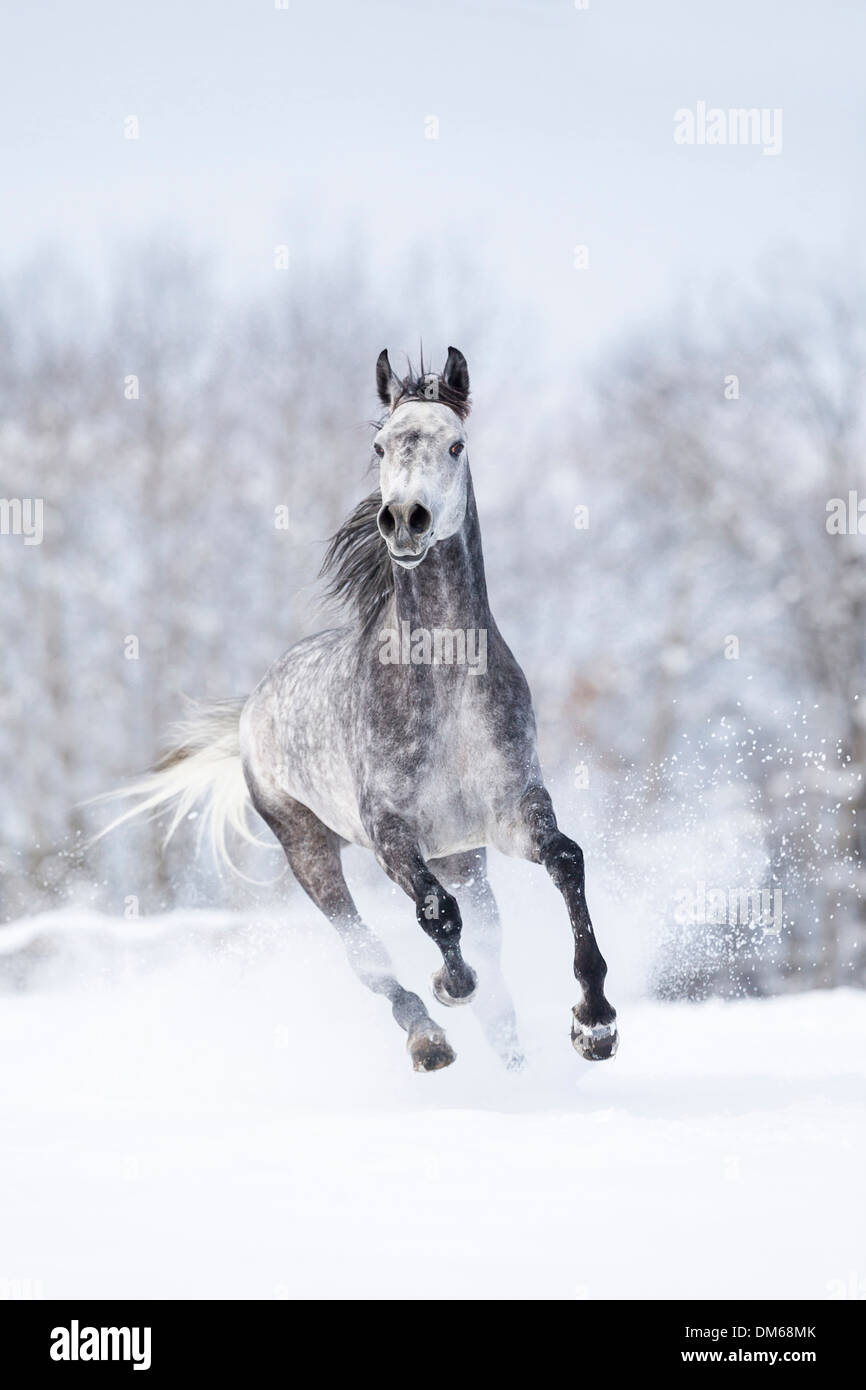 Arabian Horse Gray stallion galloping snowy pasture Stock Photo - Alamy