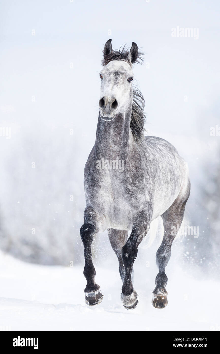 Arabian Horse Gray stallion galloping snowy pasture Stock Photo - Alamy