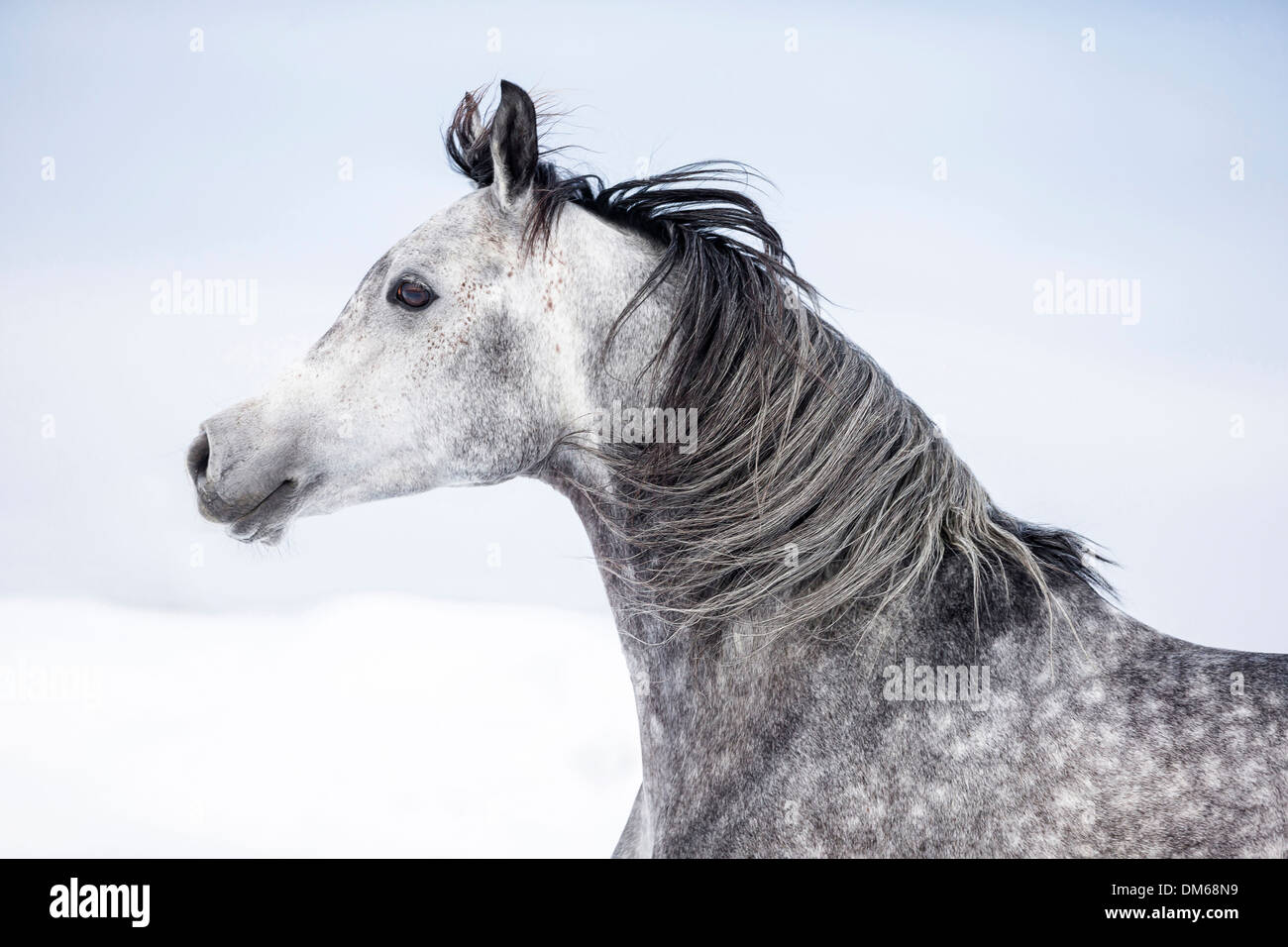 Arabian Horse Portrait of gray stallion winter Stock Photo - Alamy