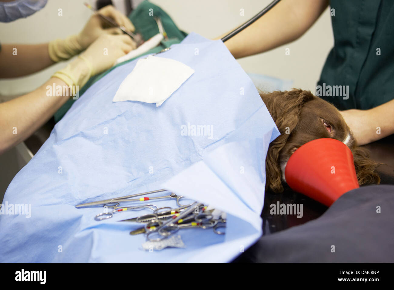 Dog Undergoing Surgery At Vets Stock Photo - Alamy