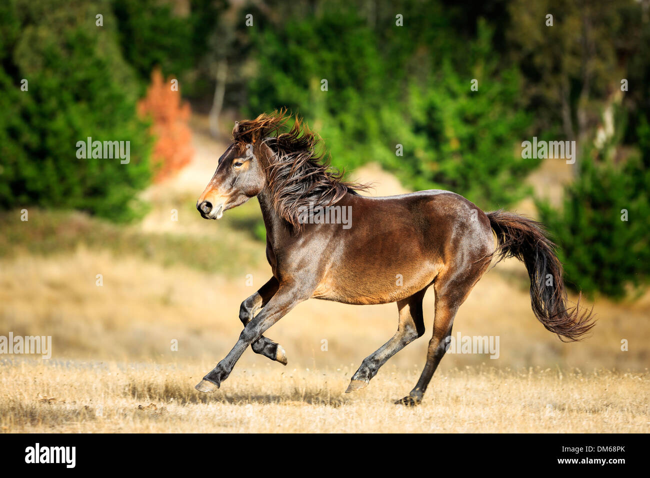 Brumby Bay horse a gallop Australia Stock Photo - Alamy