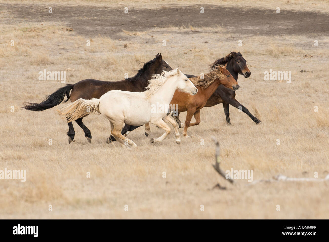 Brumby. Band of four horses in a gallop. Australia Stock Photo - Alamy
