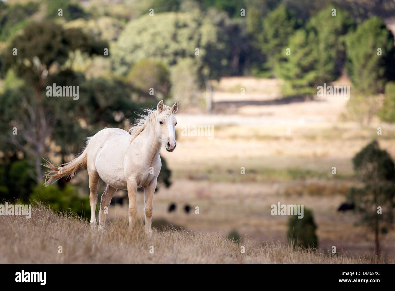 Palomino brumby horse hi-res stock photography and images - Alamy