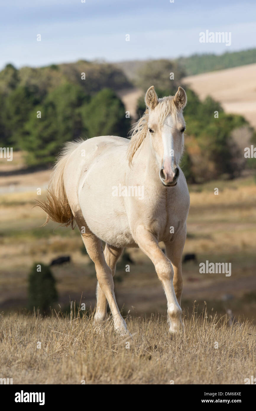 Palomino brumbies australia hi-res stock photography and images - Alamy