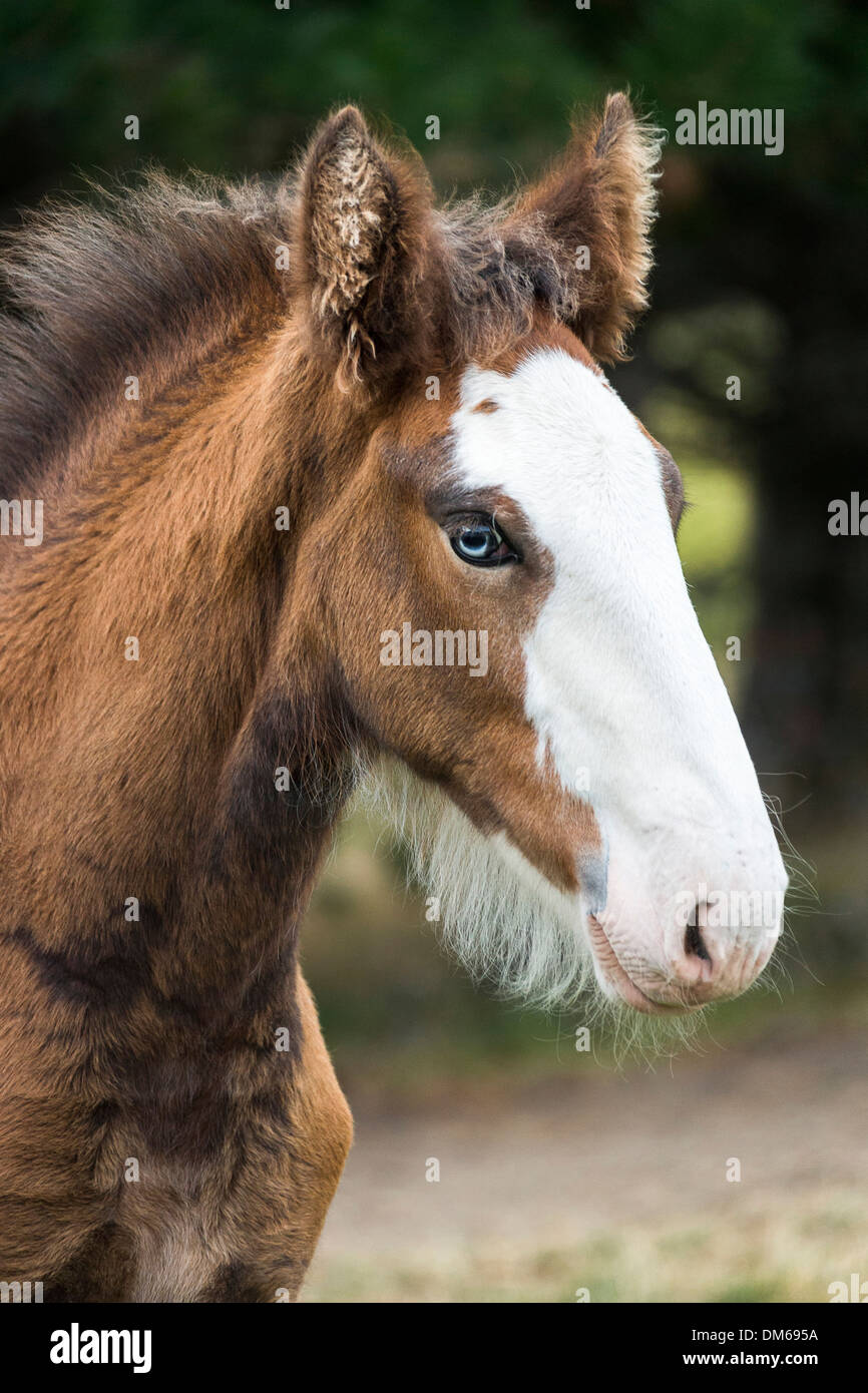 Clydesdale Horse Portrait of bay foal blaze Stock Photo - Alamy