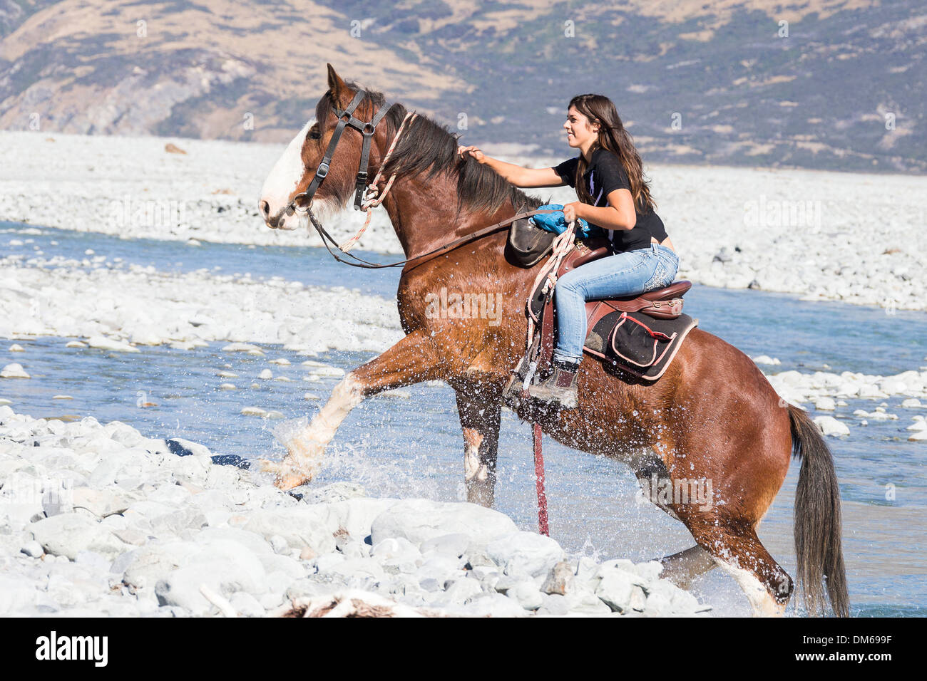 Clydesdale Horse. Rider on bay horse crossing a river. New Zealand ...