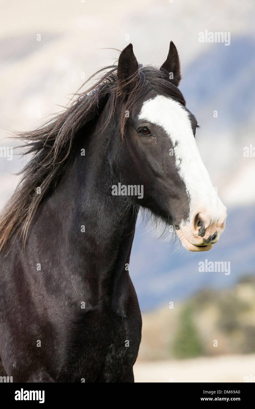 All Black Clydesdale Horse