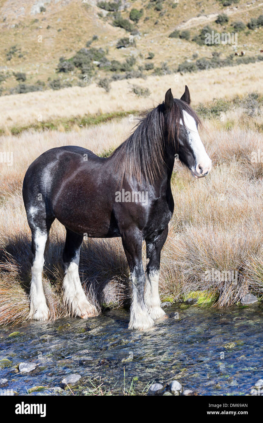 All Black Clydesdale Horse