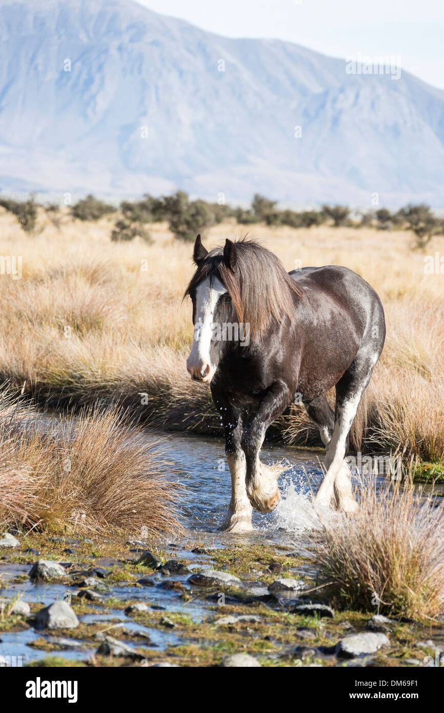 Black Clydesdale