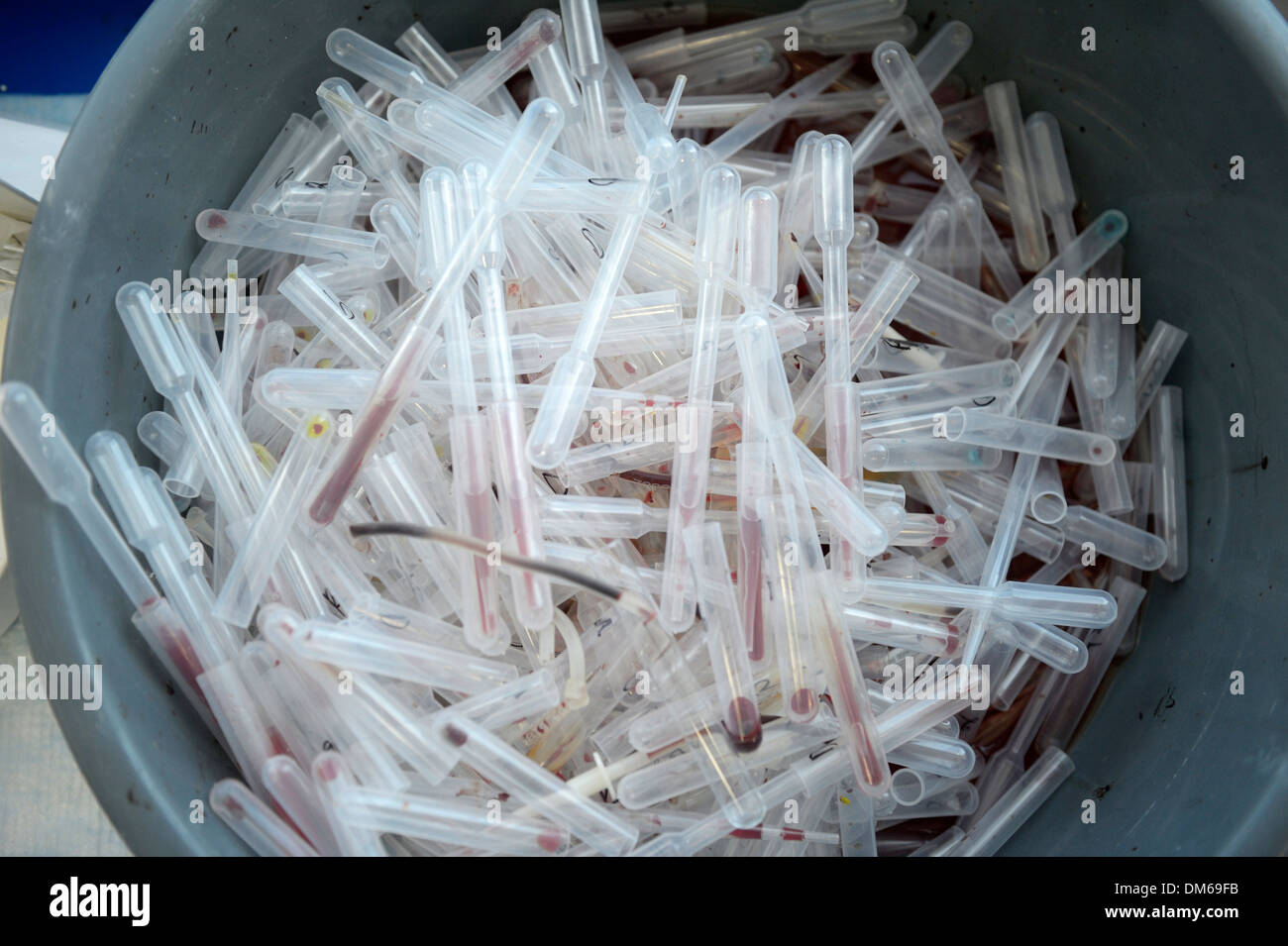 Used test tubes and pipettes with blood samples in a waste container ...