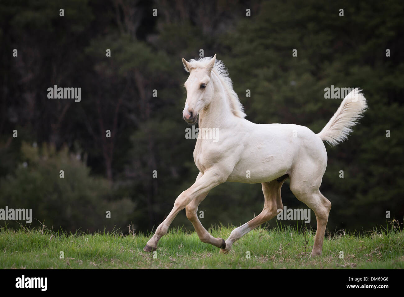 German Warmblood Palomino foal trotting pasture New Zealand Stock Photo ...