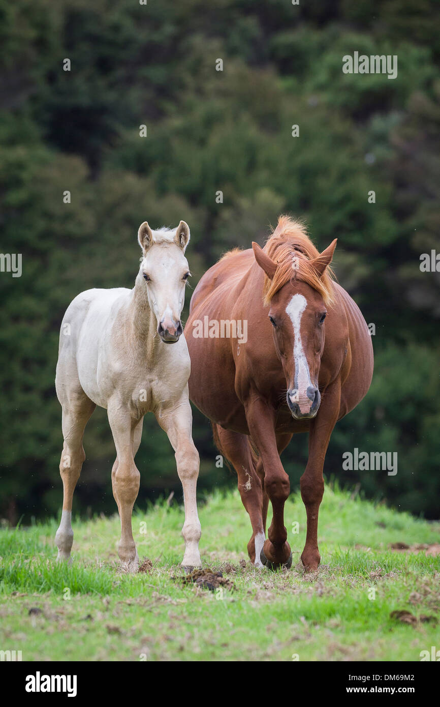 German Warmblood Chestnaut mare palomino foal walking pasture New ...
