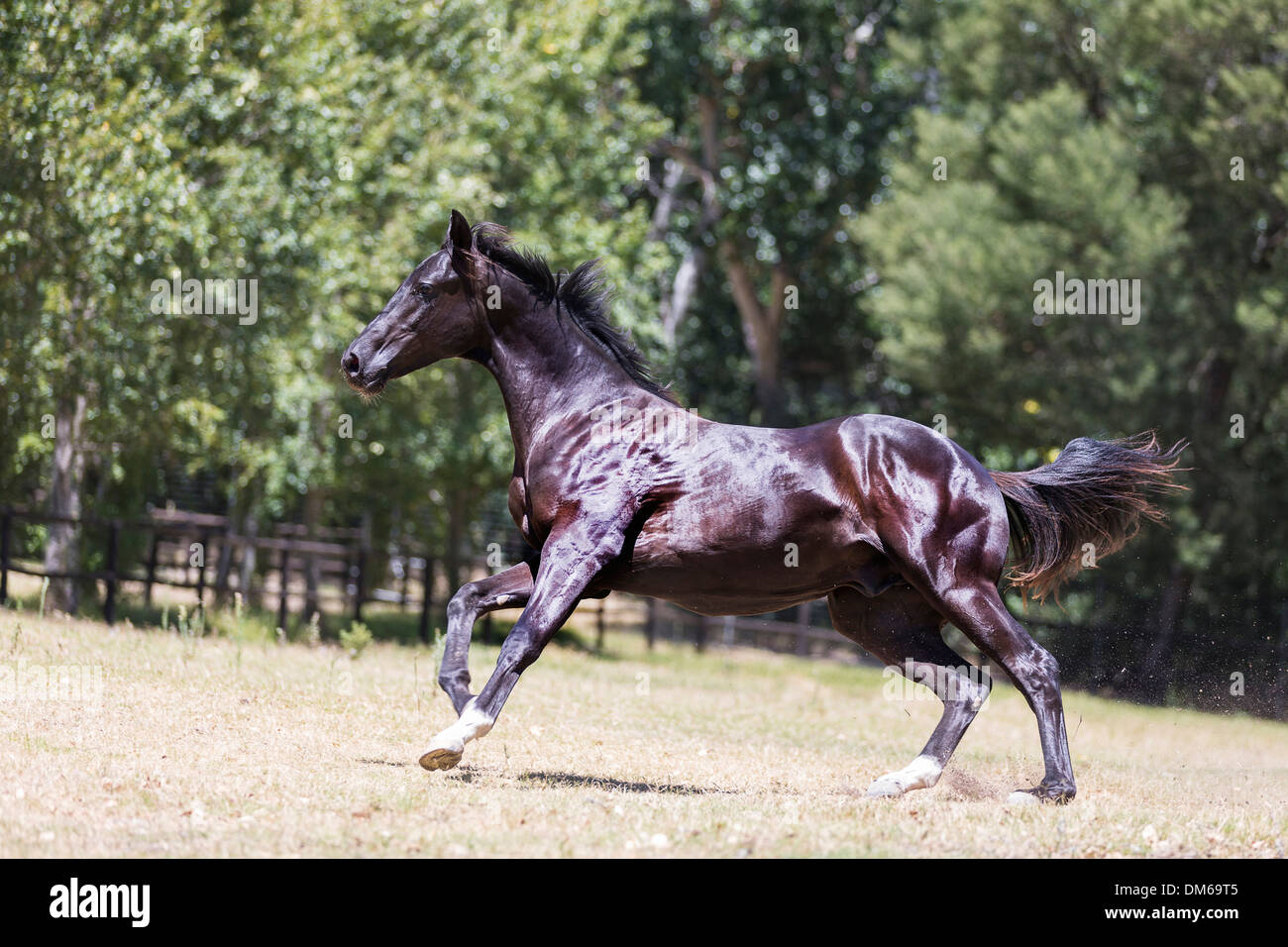 Thoroughbred Black stallion galloping pasture South Africa Stock Photo ...
