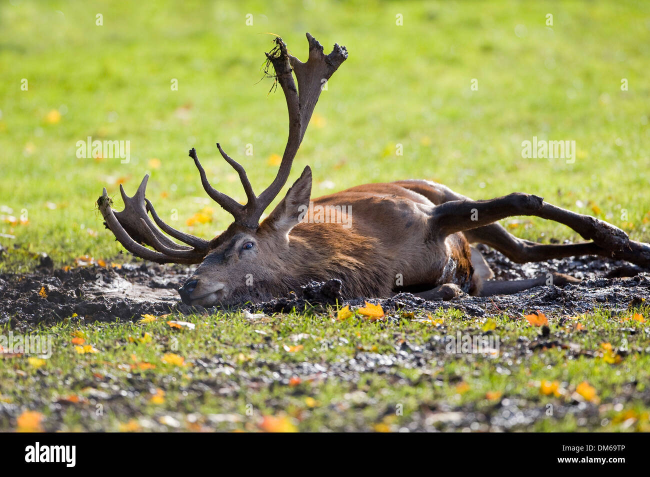 Red Deer (Cervus elaphus) lying in the wallow, captive, Bavaria ...