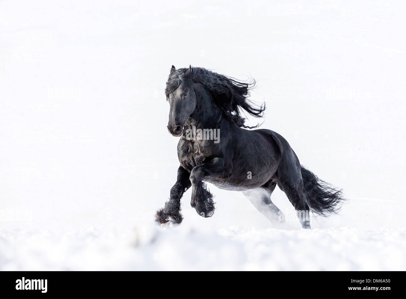 Friesian horse galloping snow hi-res stock photography and images - Alamy