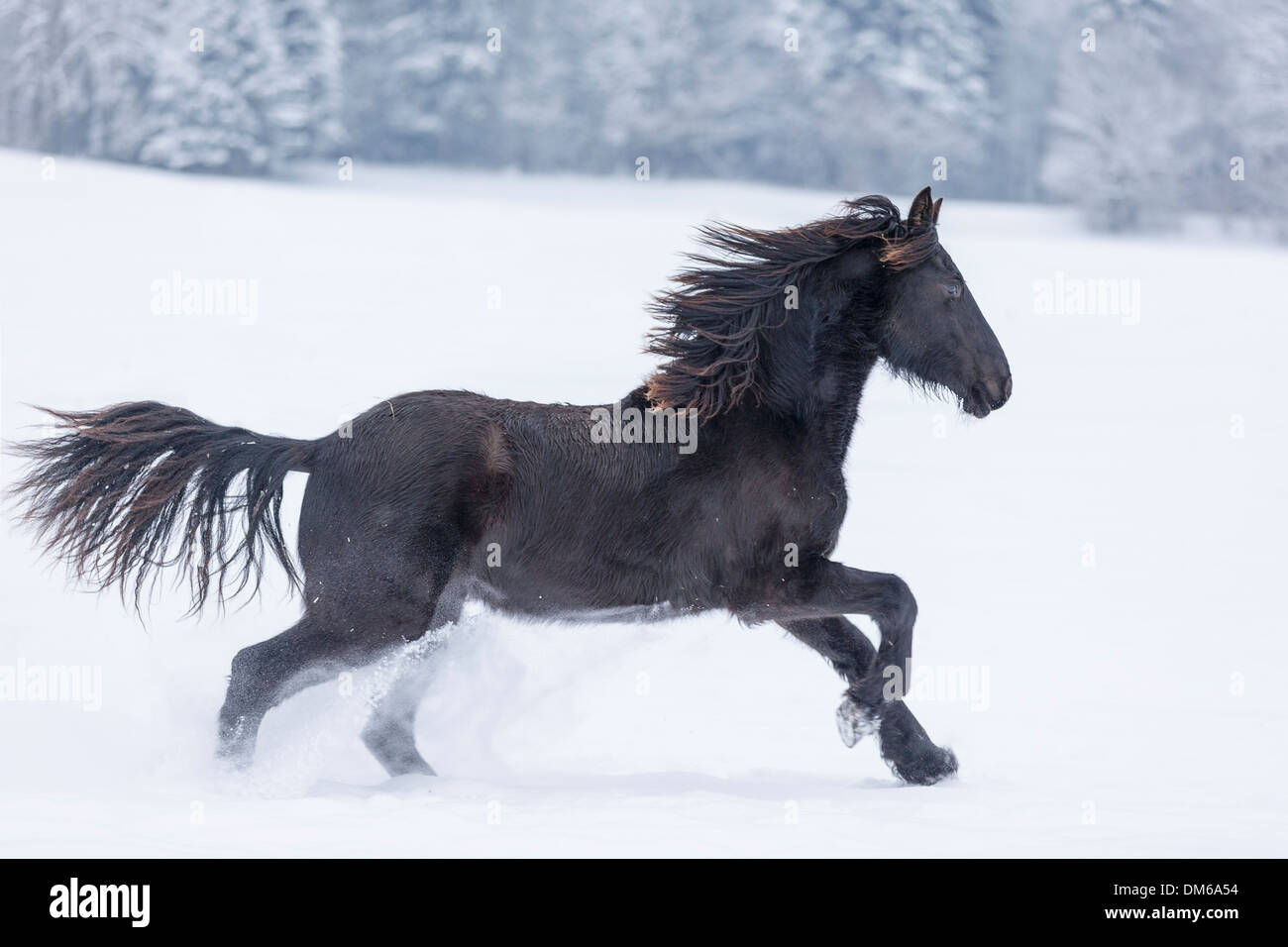 Friesian Horse Young stallion galloping snowy pasture Stock Photo - Alamy