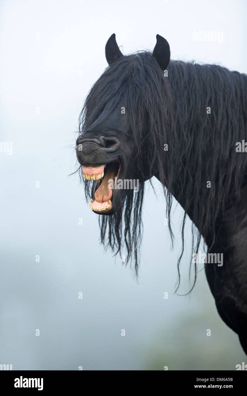 Friesian Horse Black stallion yawning Stock Photo - Alamy