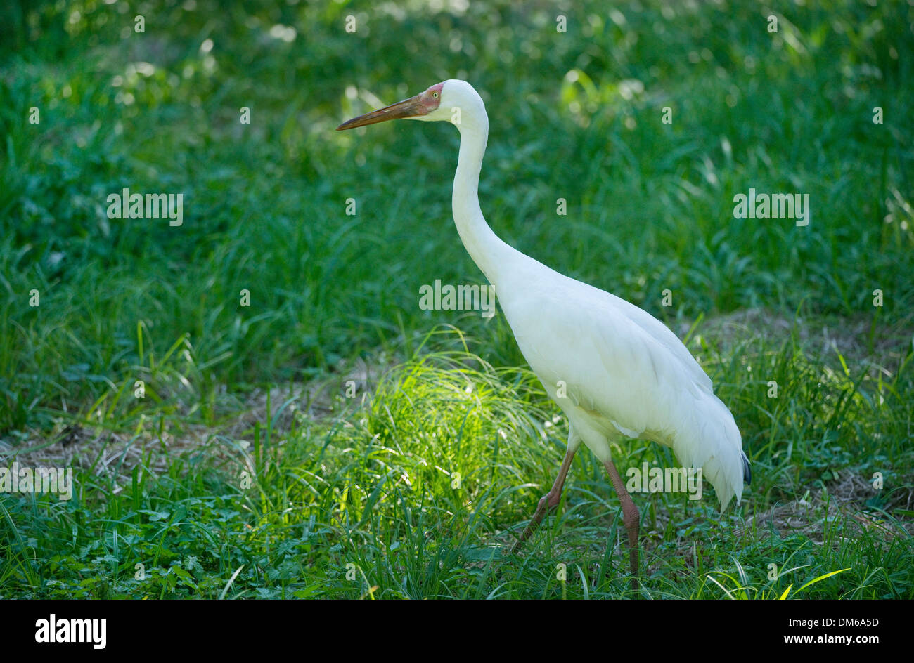 Adult siberian crane hi-res stock photography and images - Alamy