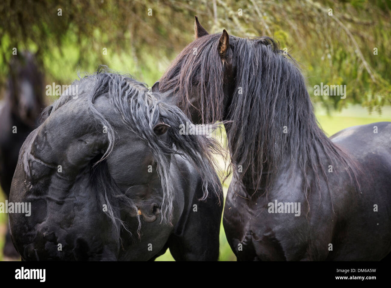 Friesian Horse Two stallions interacting pasture Stock Photo - Alamy