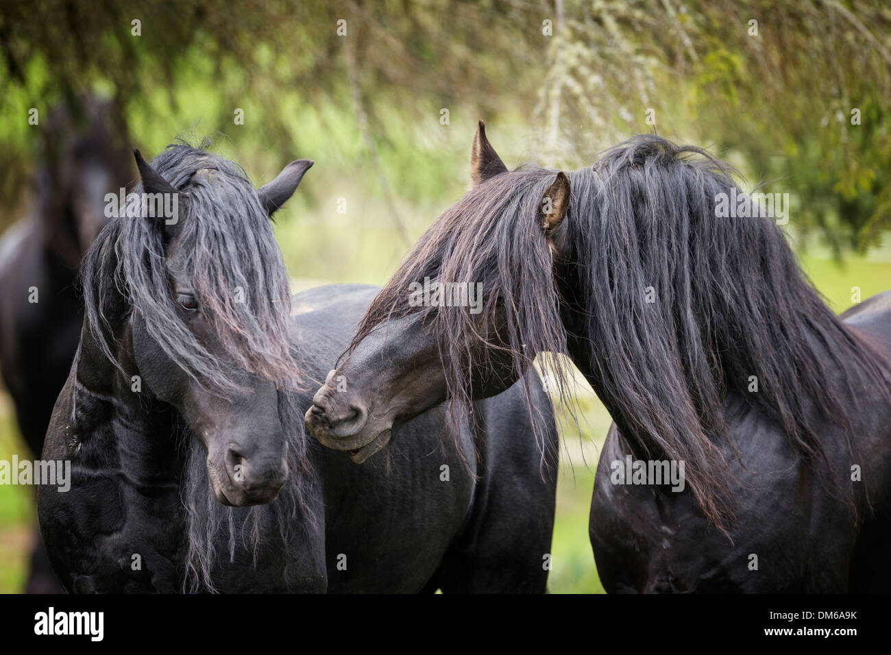 Friesian Horse Two stallions interacting pasture Stock Photo - Alamy