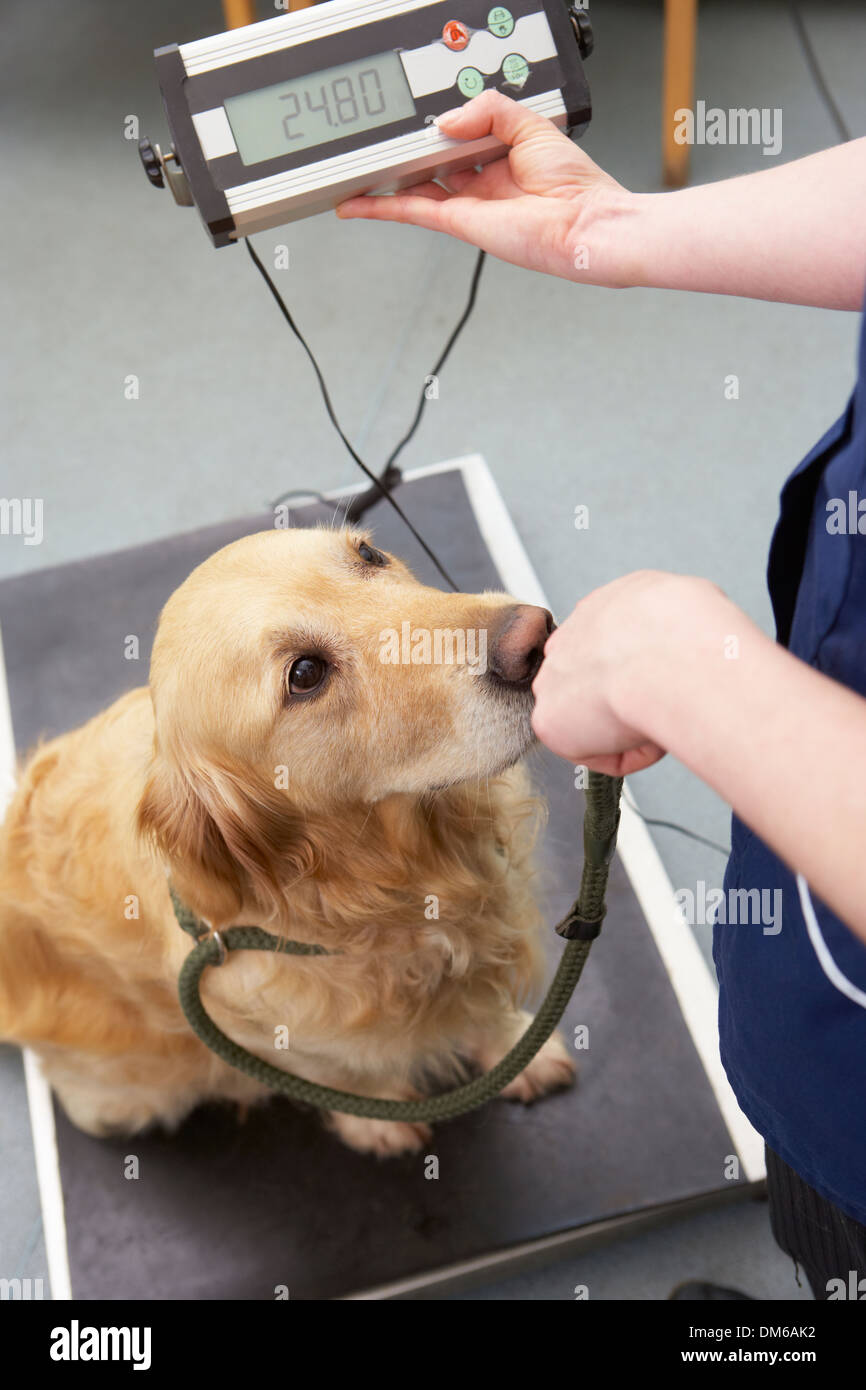 Veterinary Nurse Weighing Dog In Surgery Stock Photo - Alamy