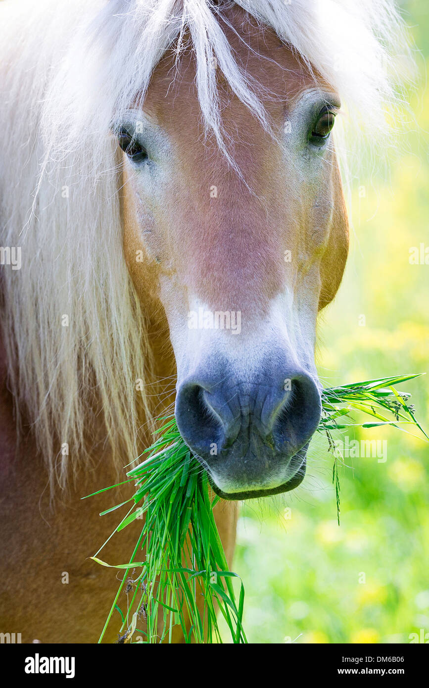 Horse eating gras hi-res stock photography and images - Alamy