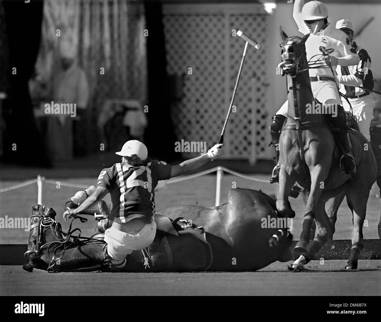 Jan 23, 2005; Wellington, FL, USA; While fighting for ball with Lechuza ...