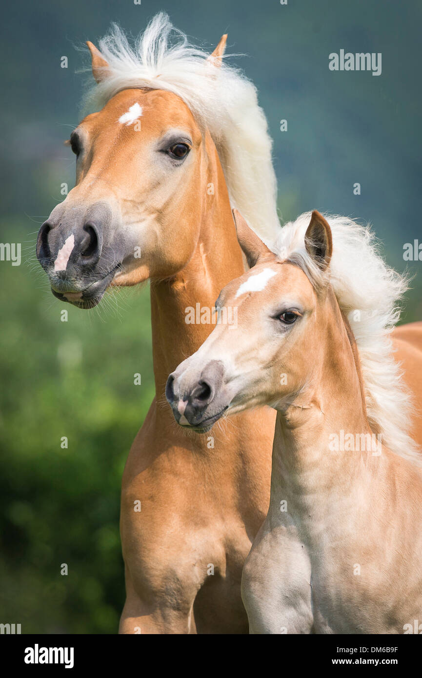Haflinger Horse Mare foal portrait South Tyrol Italy Stock Photo - Alamy
