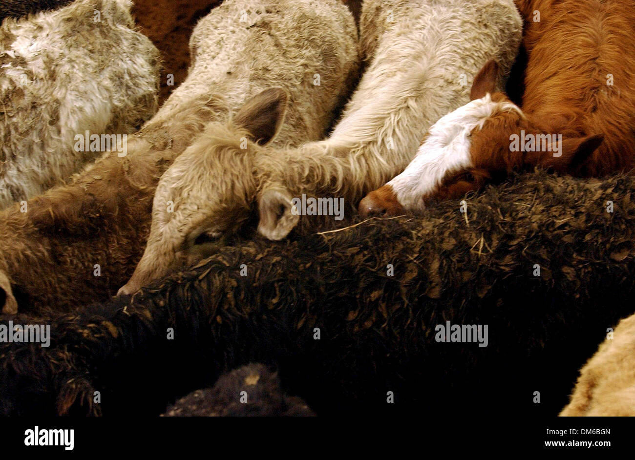 Cutting horse hi-res stock photography and images - Alamy