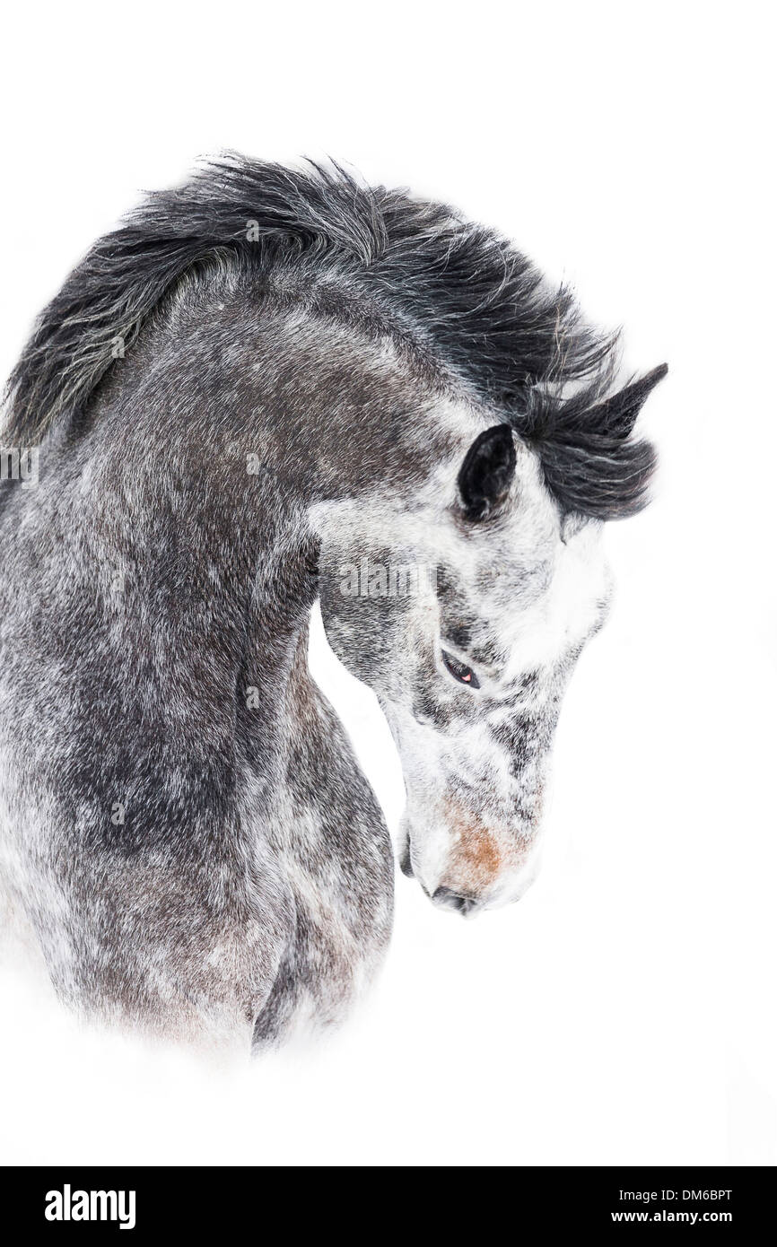 Hanoverian Horse Portrait of gray stallion against white background ...