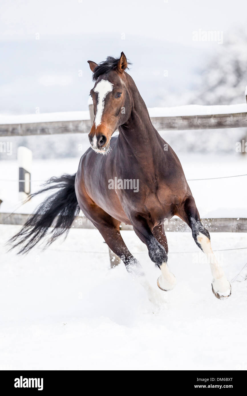 Holsteiner Horse Bay stallion galloping snowy pasture Stock Photo - Alamy