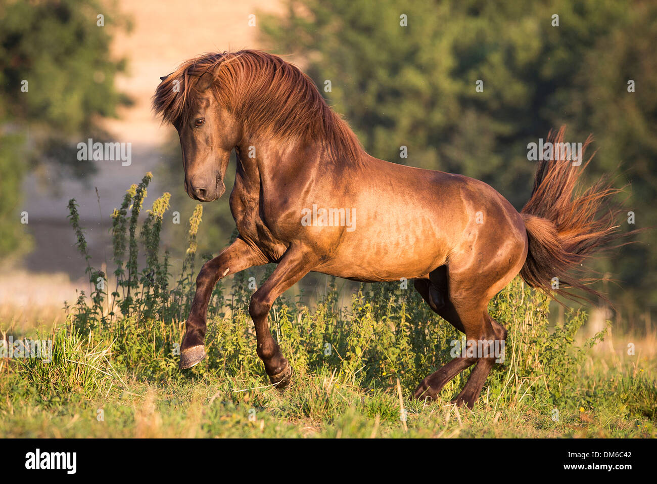 Icelandic Horse Bay stallion imposing pasture Stock Photo - Alamy