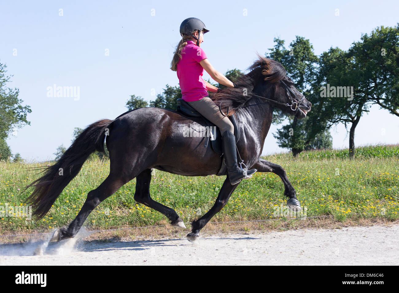 Icelandic horse flying pace hi-res stock photography and images - Alamy