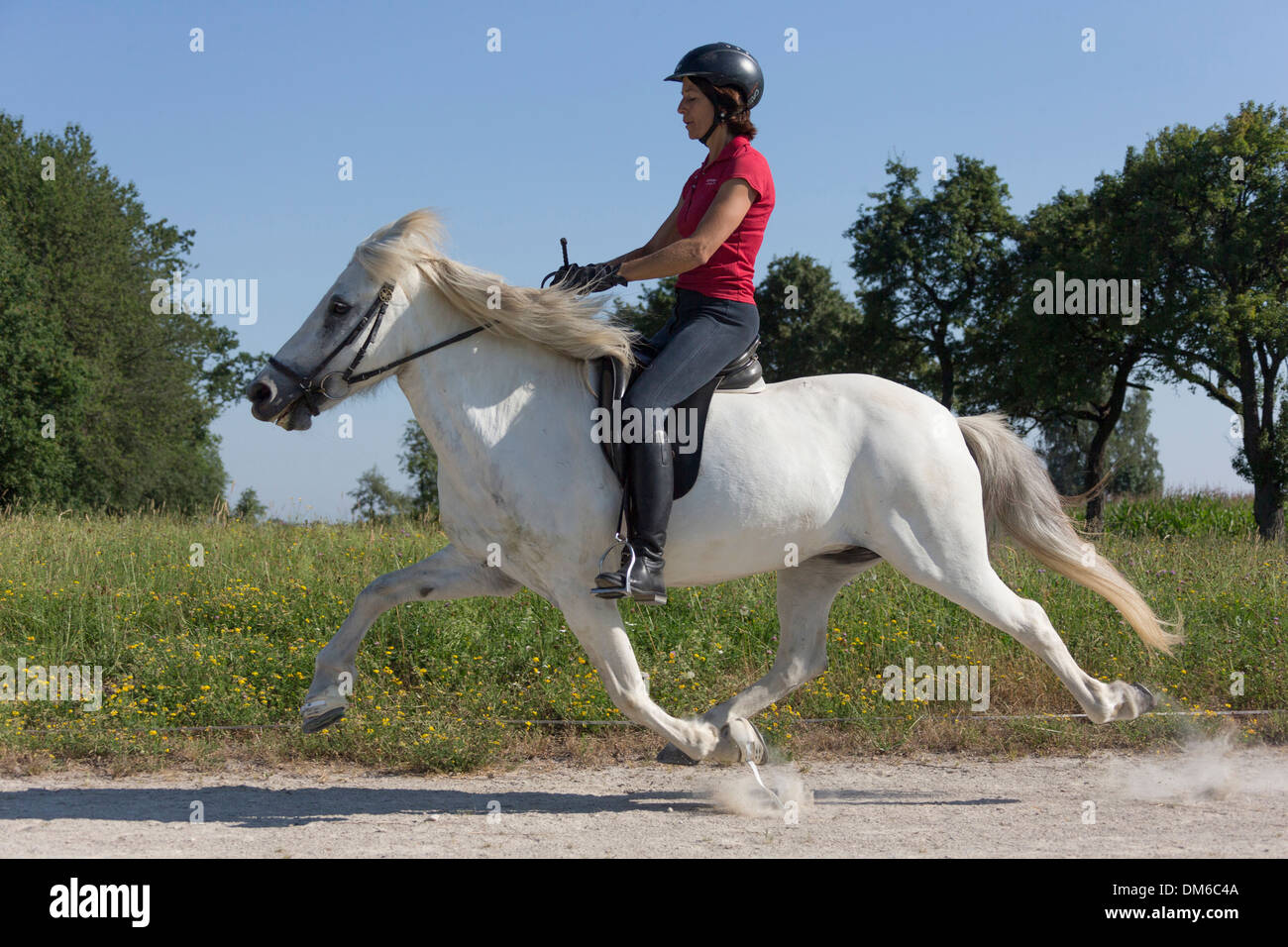 Icelandic Horse. Gray mare with rider at the flying pace Stock Photo ...