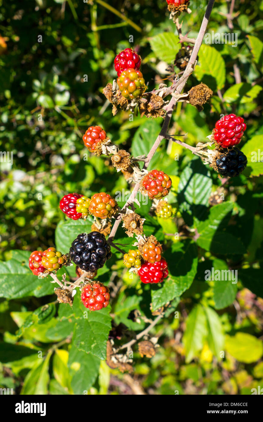 Blackberry Fruit Color