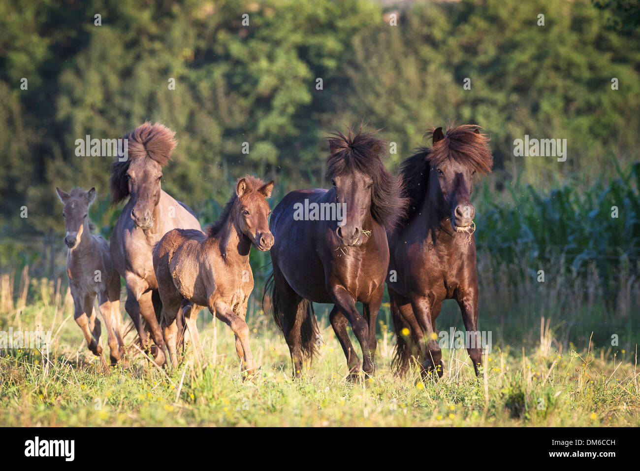 Icelandic Horse Mares foals trotting pasture Stock Photo - Alamy