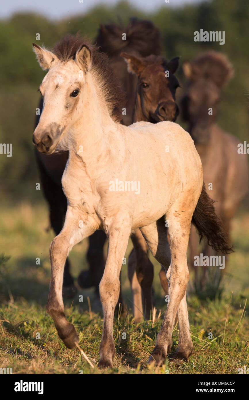 Icelandic Horse Dun foal pasture Stock Photo - Alamy