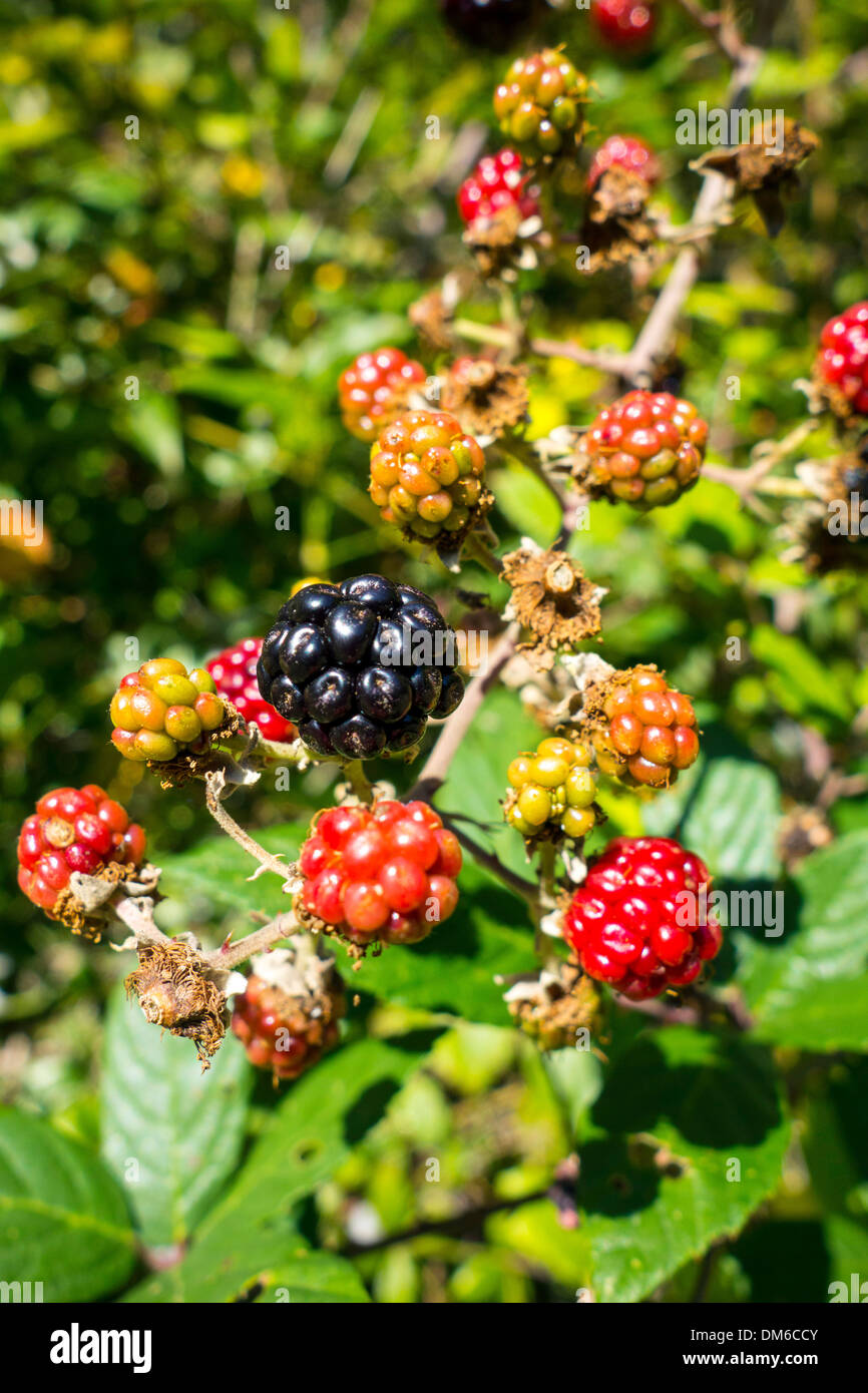 Red and black blackberry fruits, autumn colours, colors, bramble Stock ...