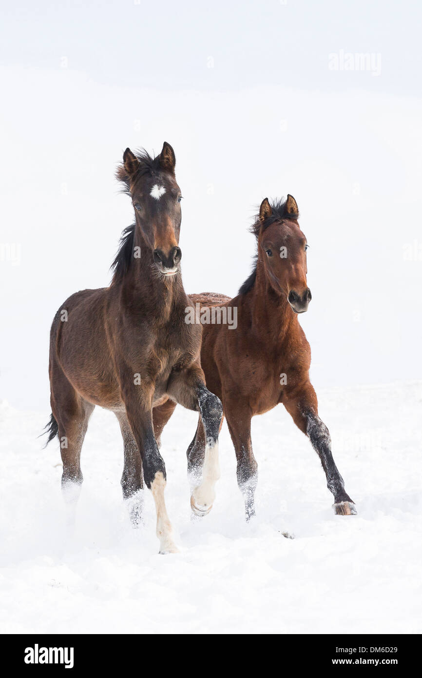 Holsteiner Horse Two young stallions galopping snow Stock Photo - Alamy