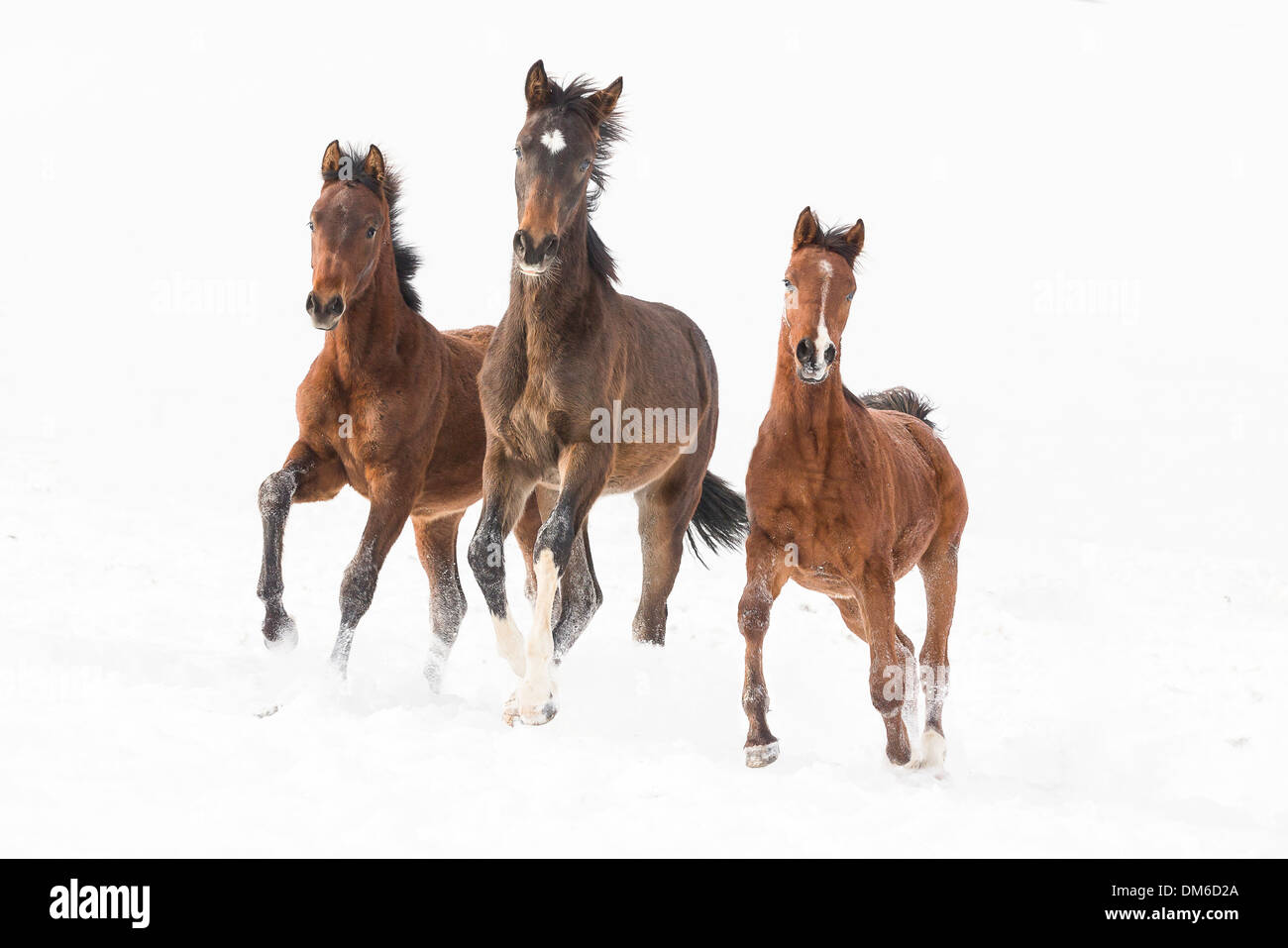 Holsteiner Horse Three young stallions galopping snow Stock Photo - Alamy