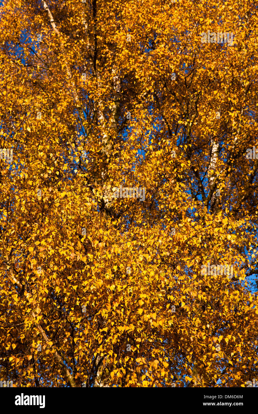 Silver Birch treess in Autumn colours Stock Photo - Alamy