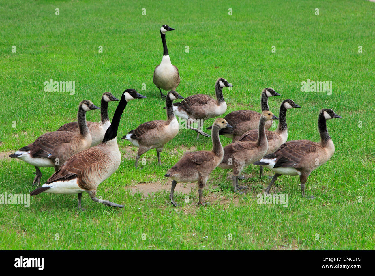Canada Goose Branta canadensis Couple gosling of differnt age walking ...