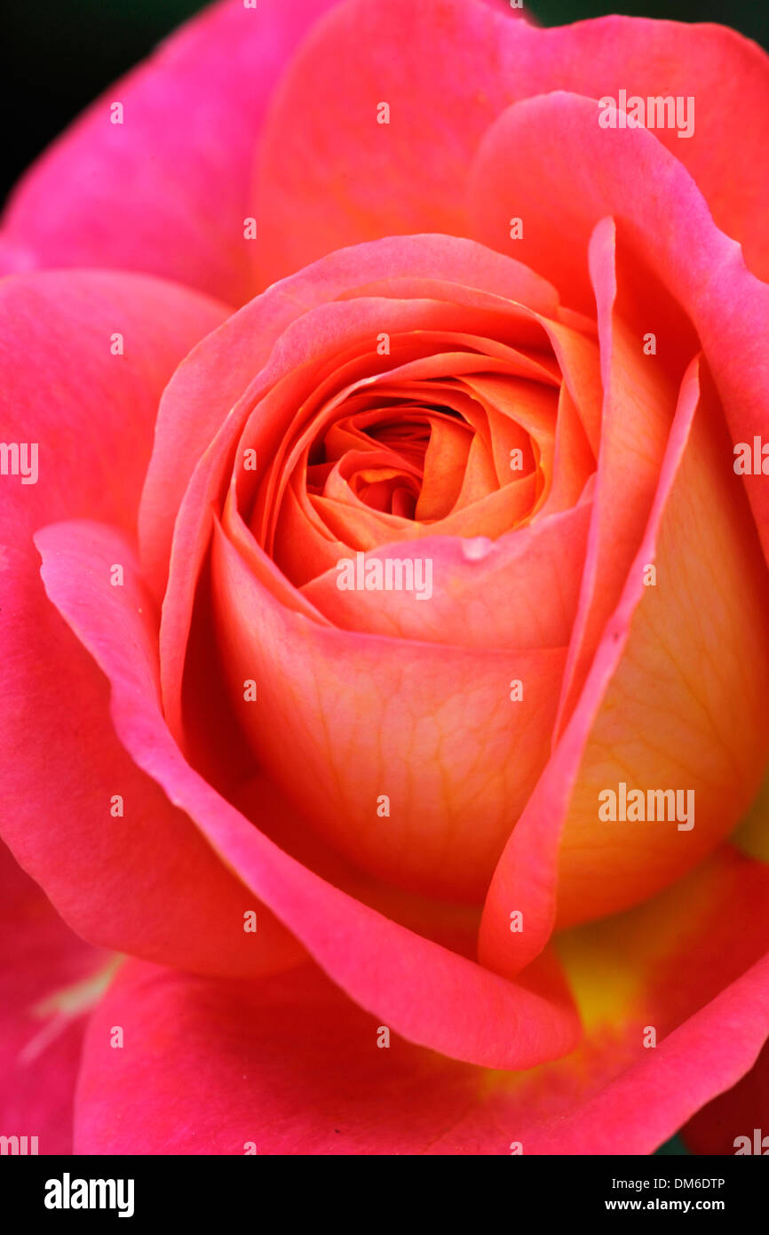 Rose bush rosa sp hi-res stock photography and images - Alamy