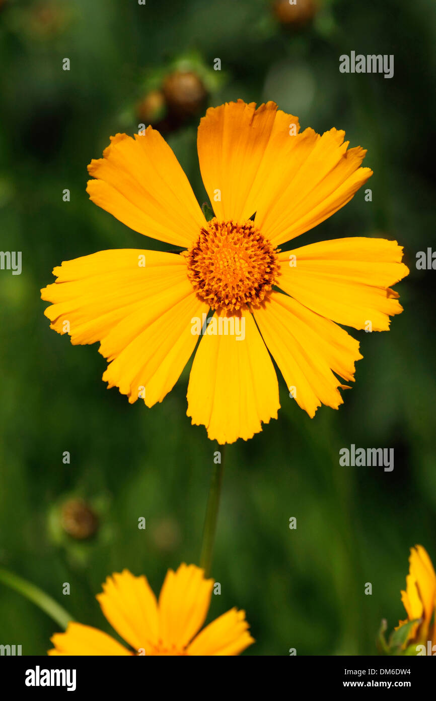Lance Coreopsis, Lance-leaf Tickseed (Coreopsis lanceolata), flower ...