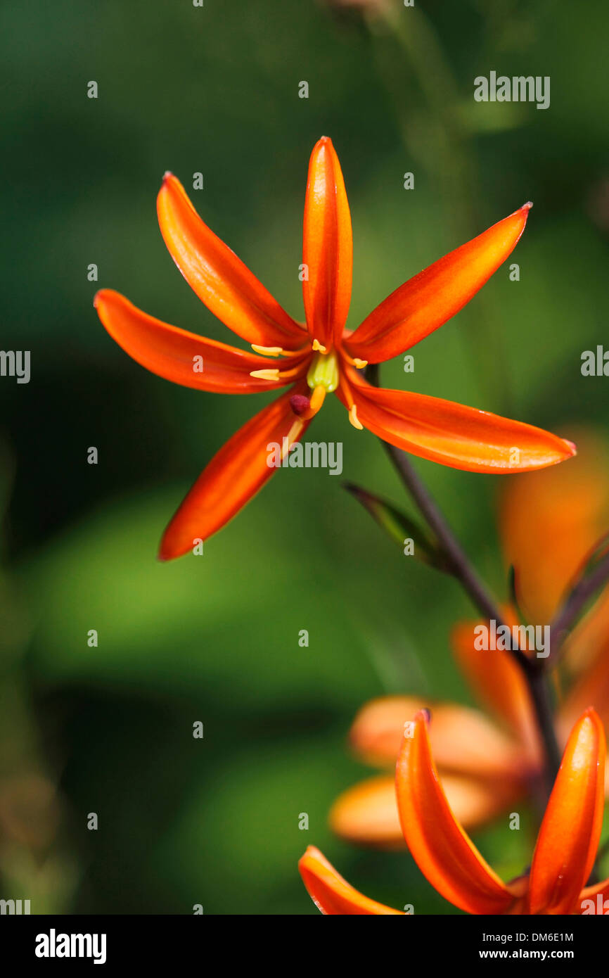 Large Camas, Great Camas (Camassia leichtlinii), flower Stock Photo - Alamy