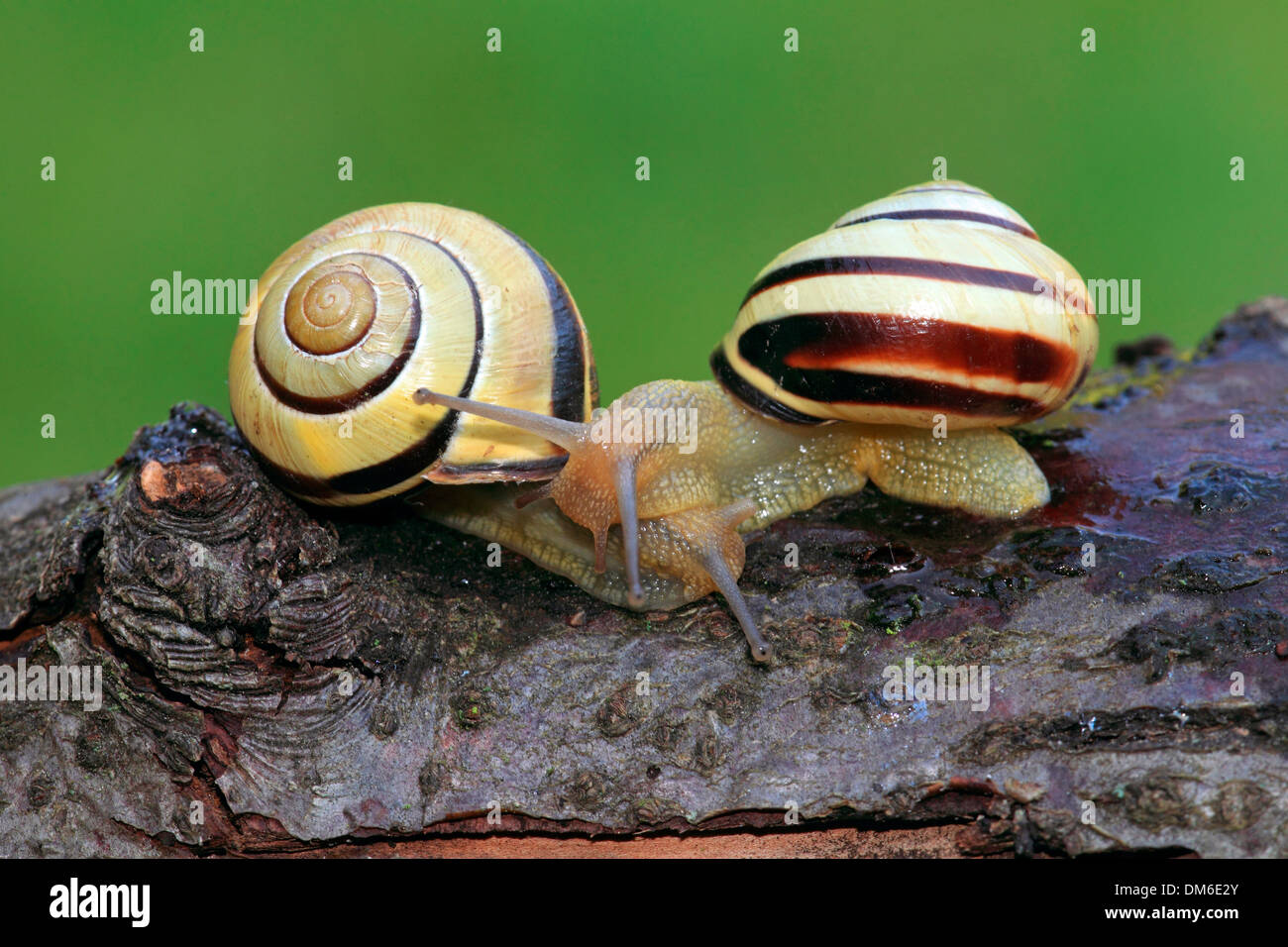 Brown-lipped Snail, Grove Snail (Cepaea nemoralis). Two individuals on ...