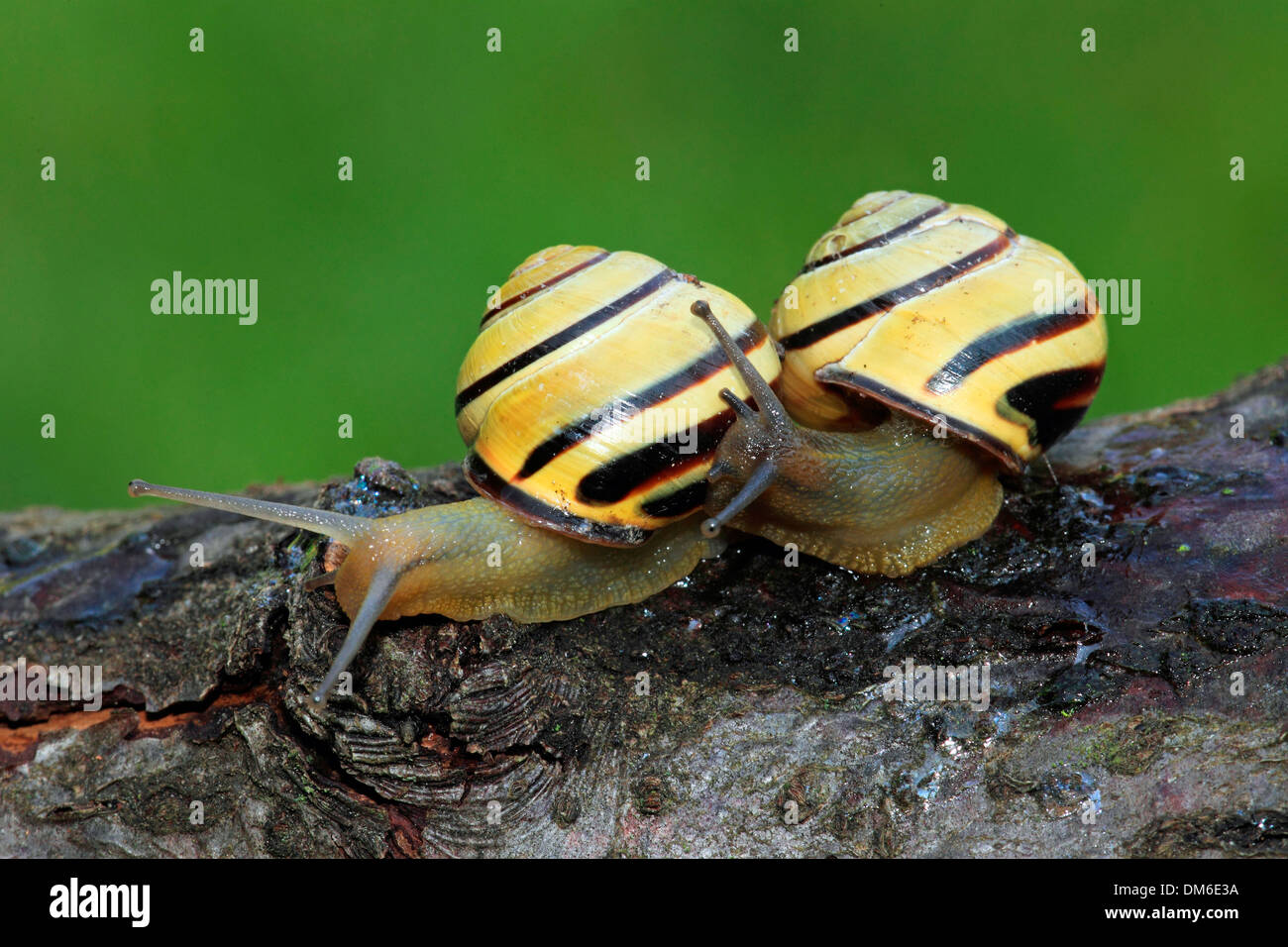 Grovesnail hi-res stock photography and images - Alamy