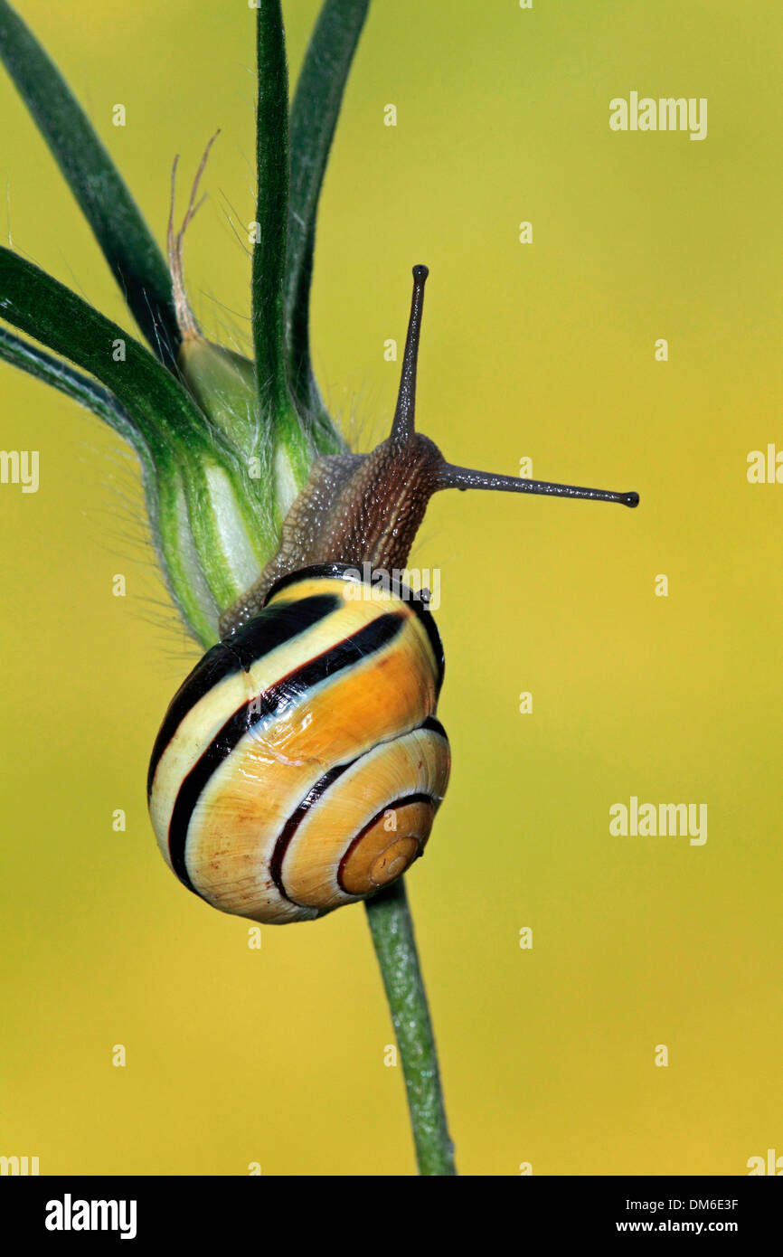 Banded wood snail cepaea nemoralis hi-res stock photography and images ...