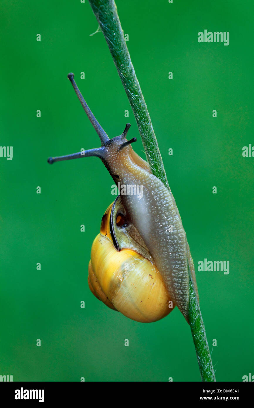 Grovesnail hi-res stock photography and images - Alamy