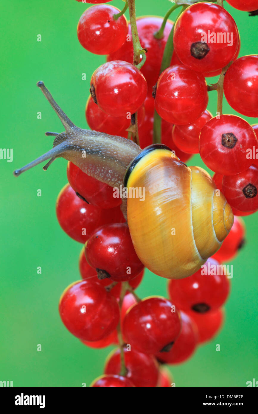 Red lipped snail hi-res stock photography and images - Alamy